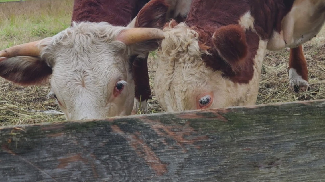 Beef cattle shot to death on family's rented property in rural King ...