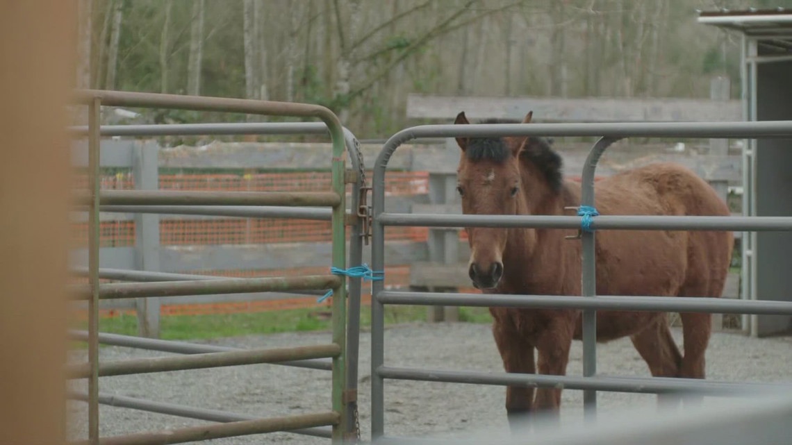 Rescue Operation Saves Neglected Horses Following Animal Cruelty Bust ...