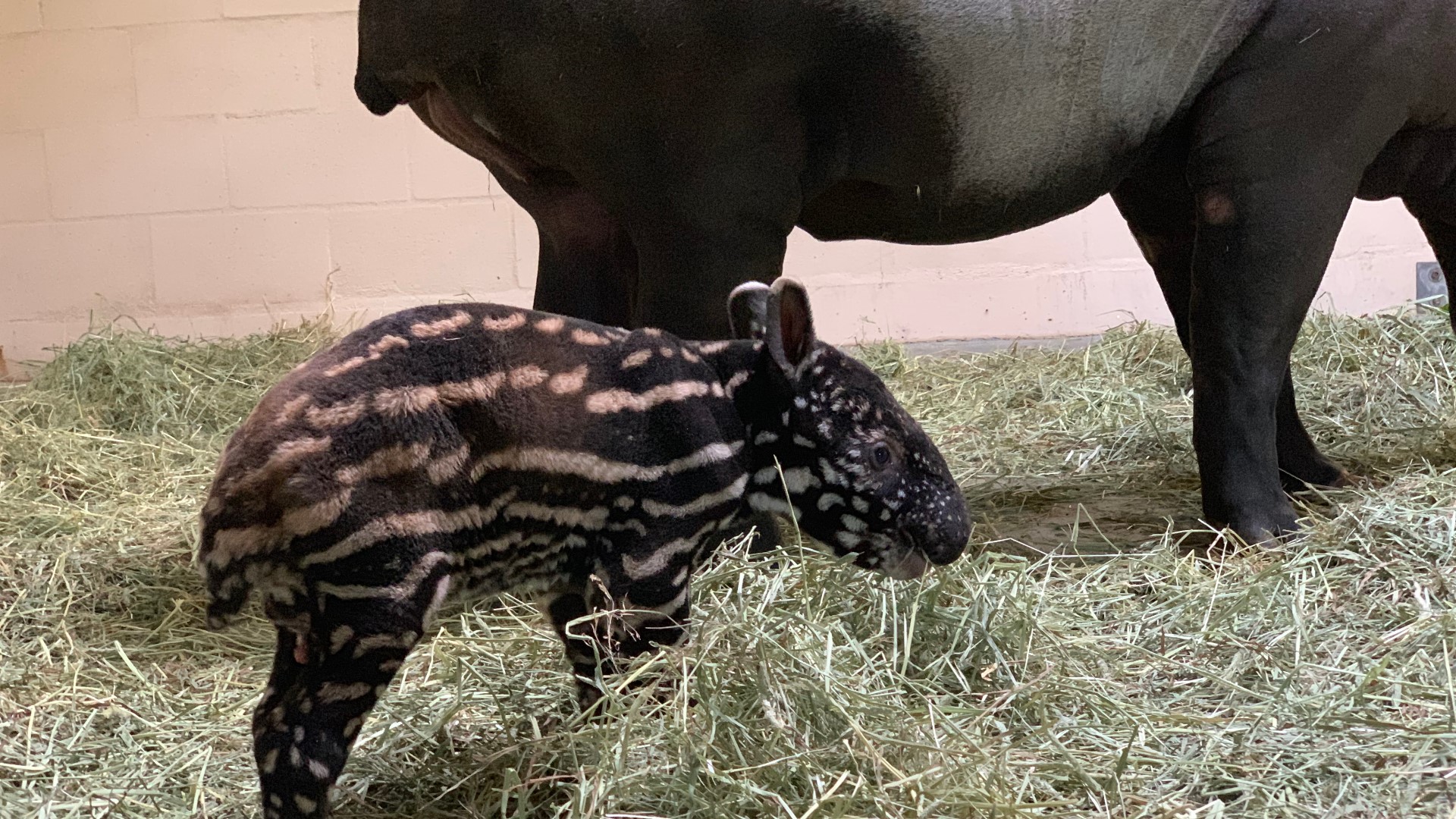 Tacoma zoo celebrates rare birth of Malayan tapir calf | king5.com