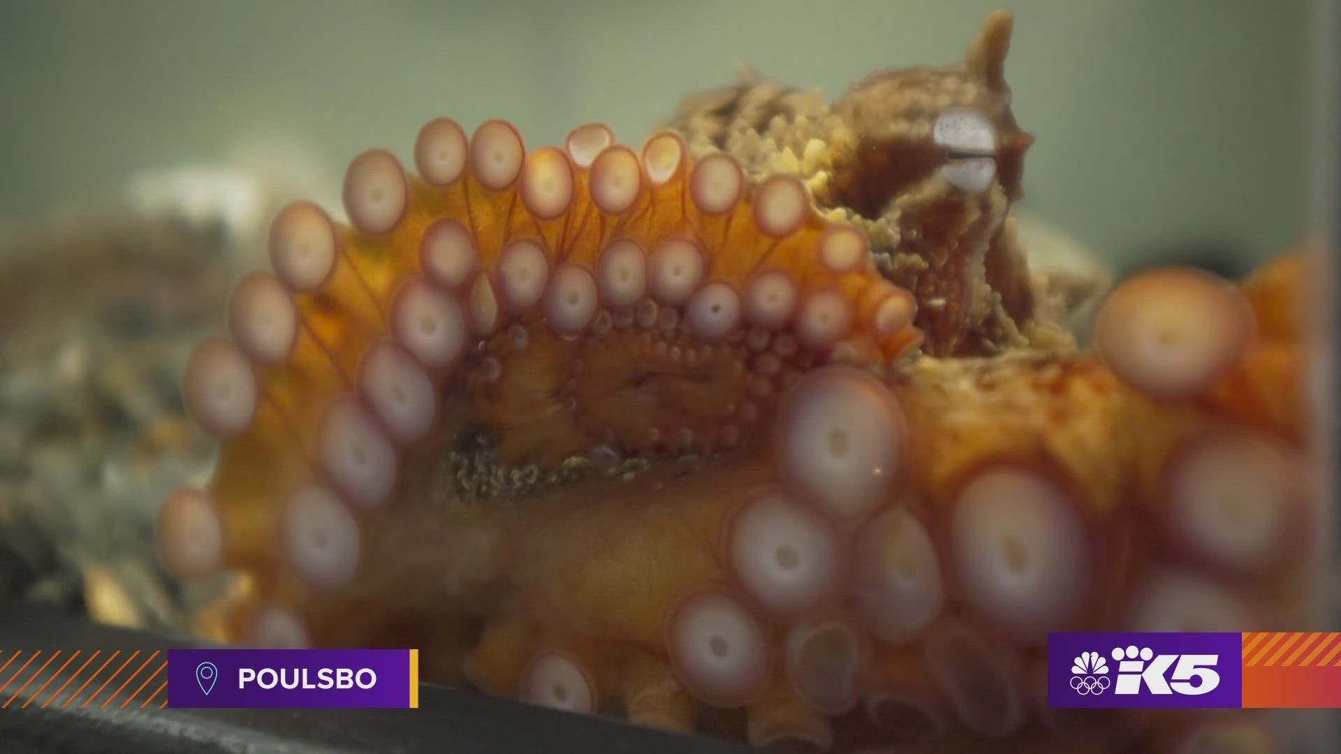 Sea Discovery Center welcomes giant Pacific octopus | king5.com