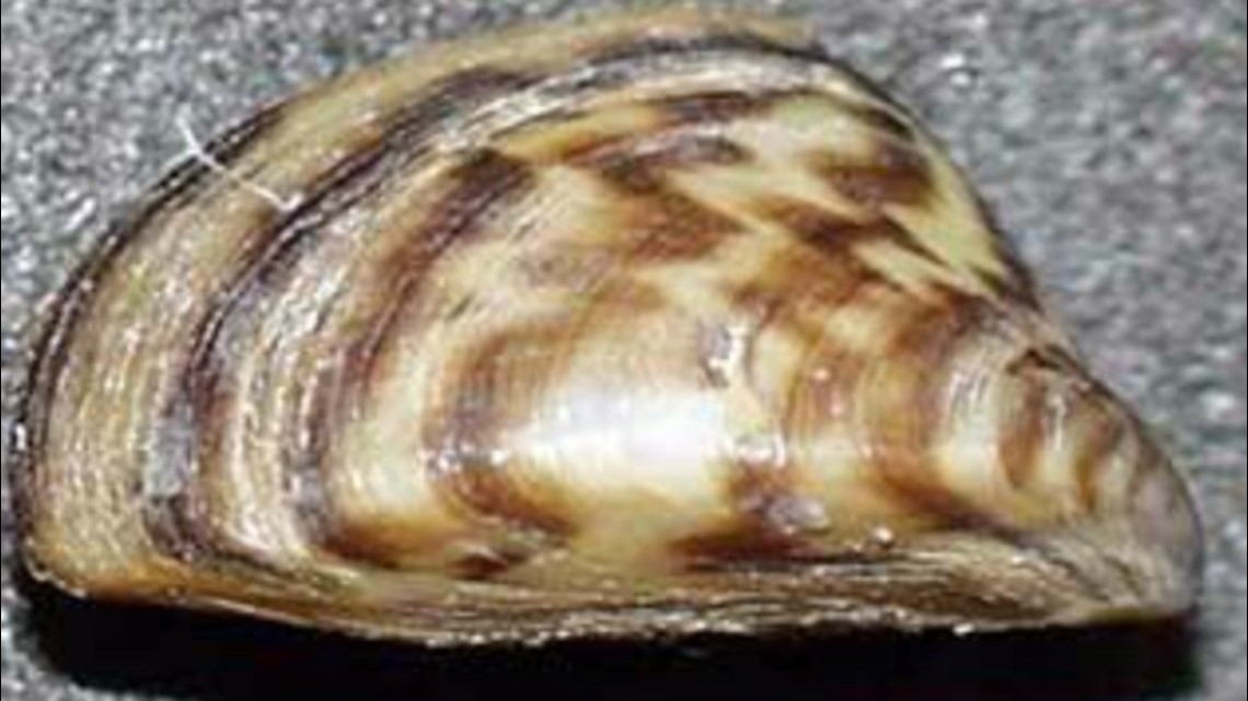 Invasive zebra mussels found on boat bound for Seattle | king5.com