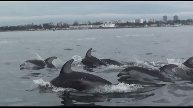 king5.com | Bottlenose dolphins spotted in Puget Sound