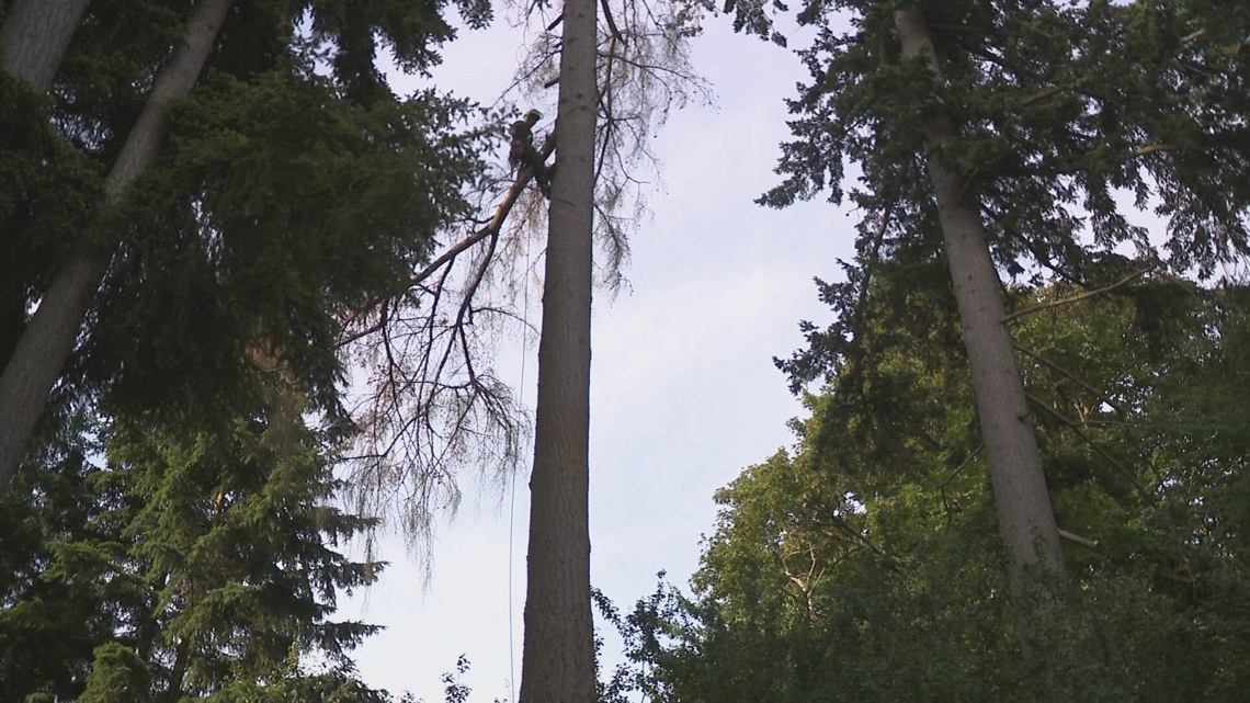 WA Tree Die-Off: Causes & Concerns - News Usa Today