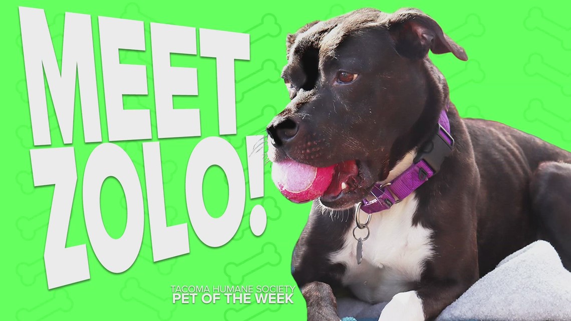 Pet Rescue of the Week: Zolo | king5.com