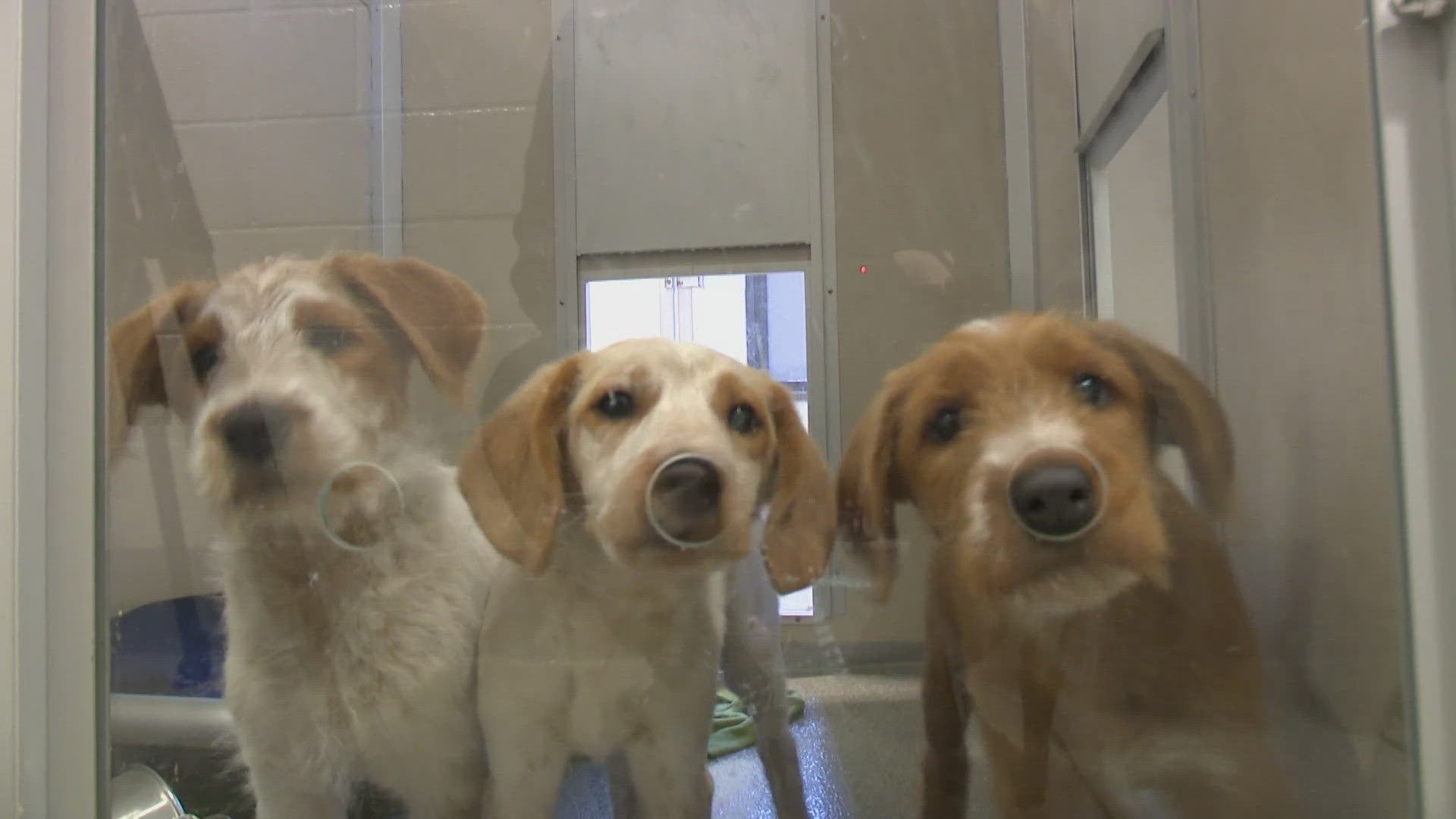 Seattle Humane working to find new homes for rescued pets from wildfire ...