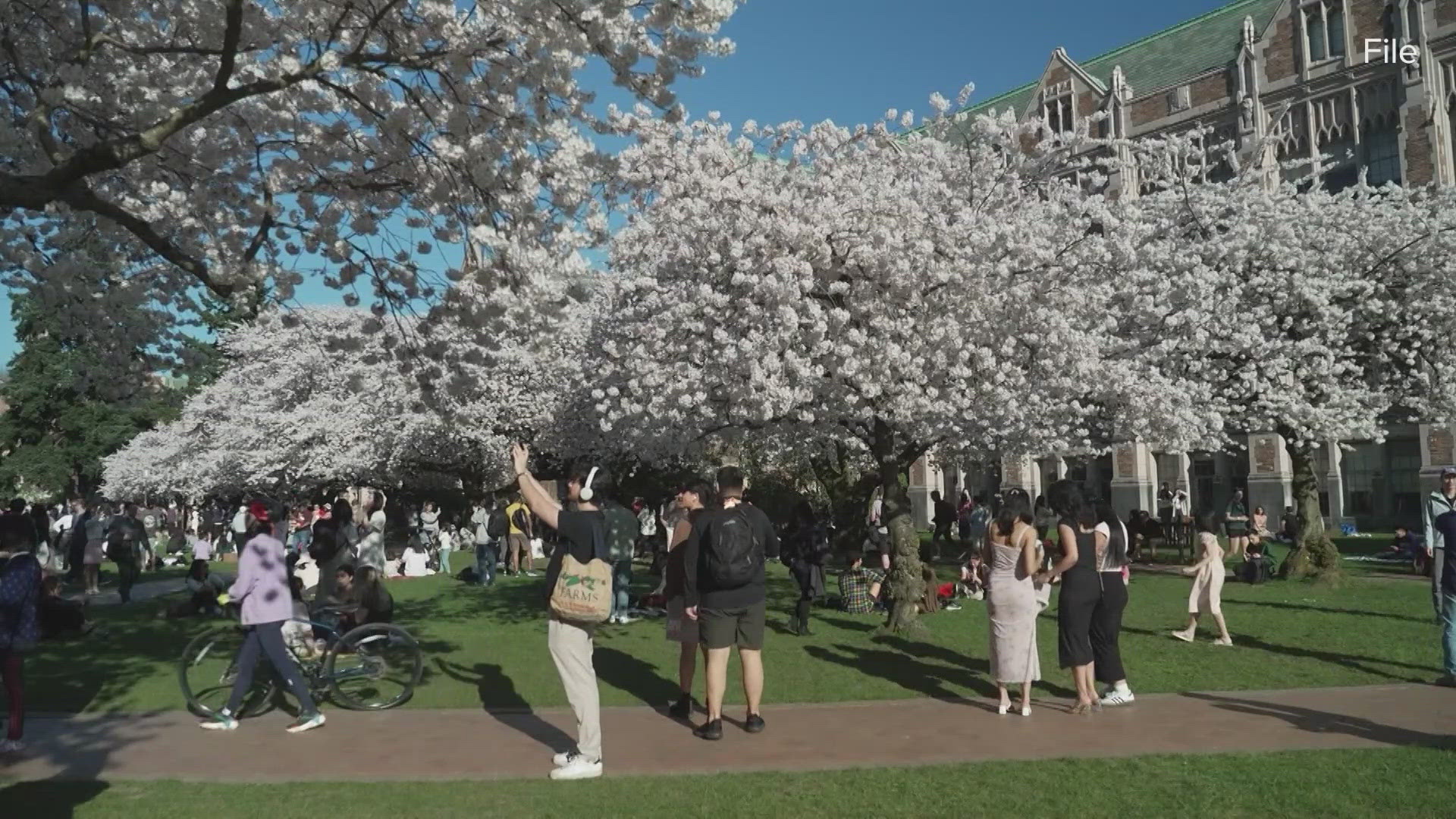 How Seattle celebrates peak cherry blossom blooms at UW | king5.com