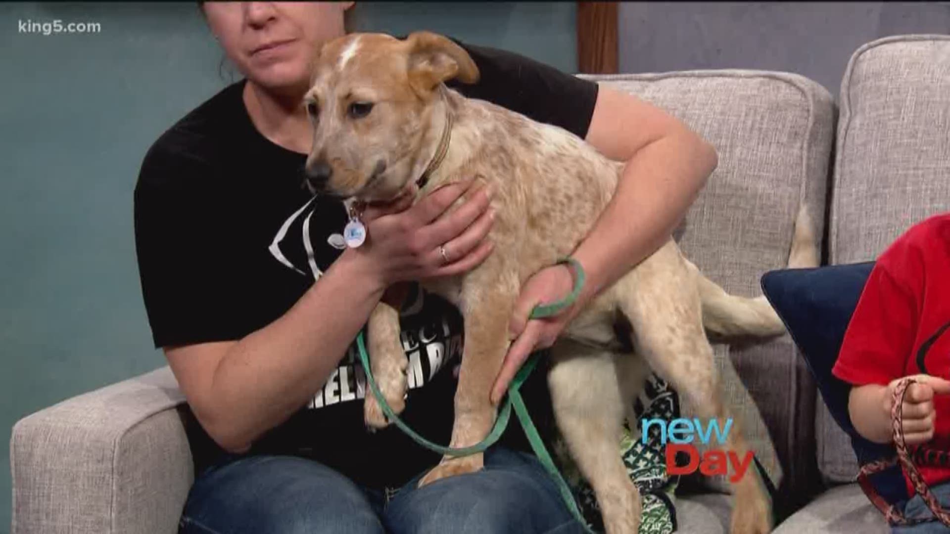 Project Freedom Ride | king5.com