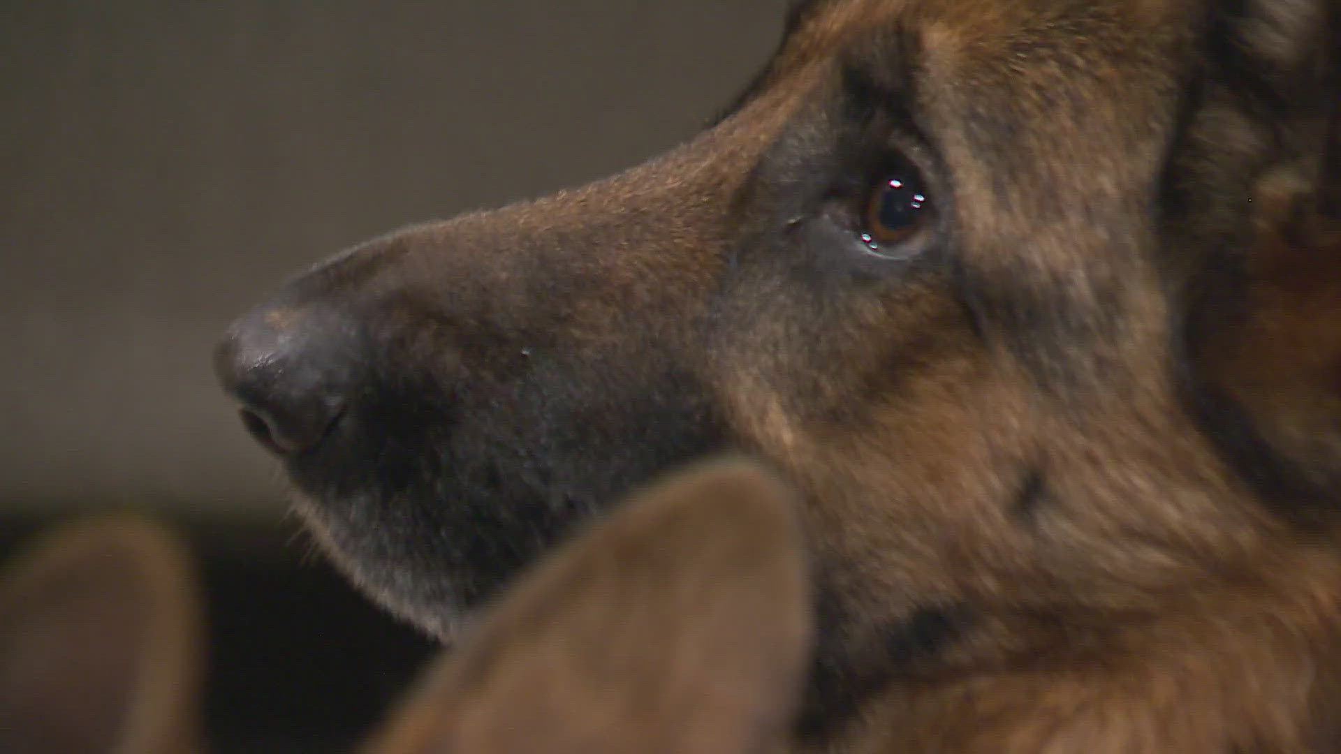 Adopt wisely: Western Washington rescue warns of post-holiday pet ...