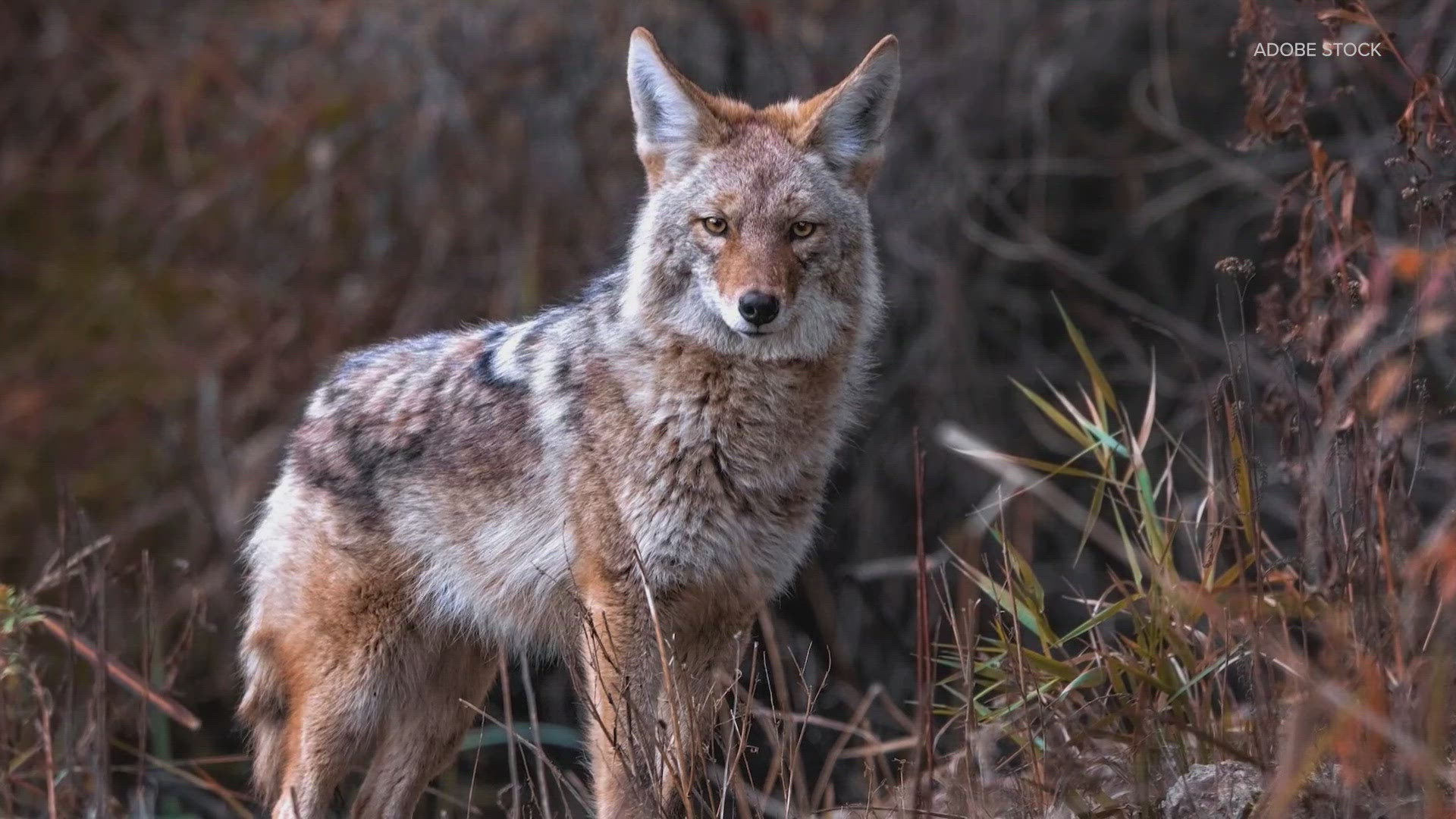 Officials report 5 different coyote attacks in Bellevue | king5.com