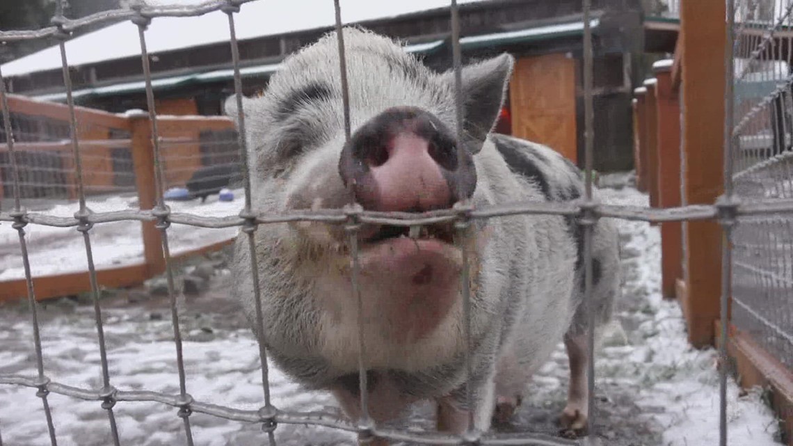 Volunteers walk nearly an hour in ice storm to care for animals at ...