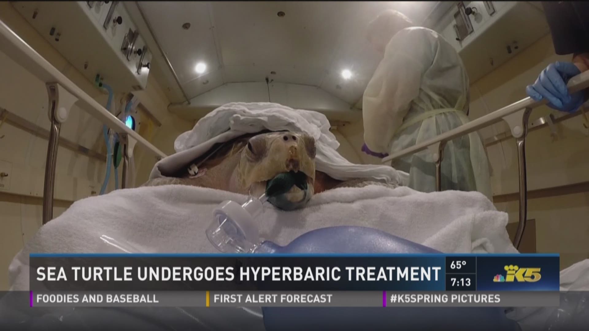 Sea turtle gets hyperbaric treatment at Virginia Mason | king5.com