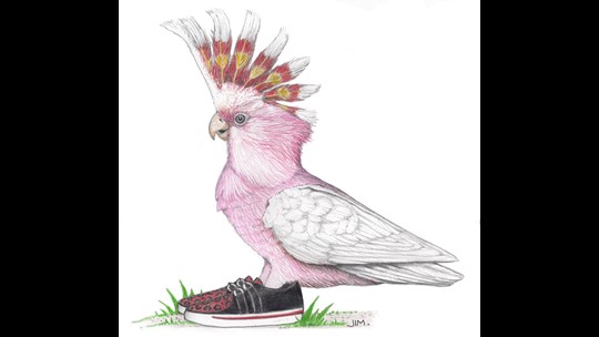 "Birds in Shoes" is the Facebook group you should be joining right now ...