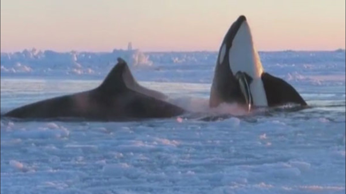 N. Quebec community pleads for help for orcas trapped by ice | king5.com