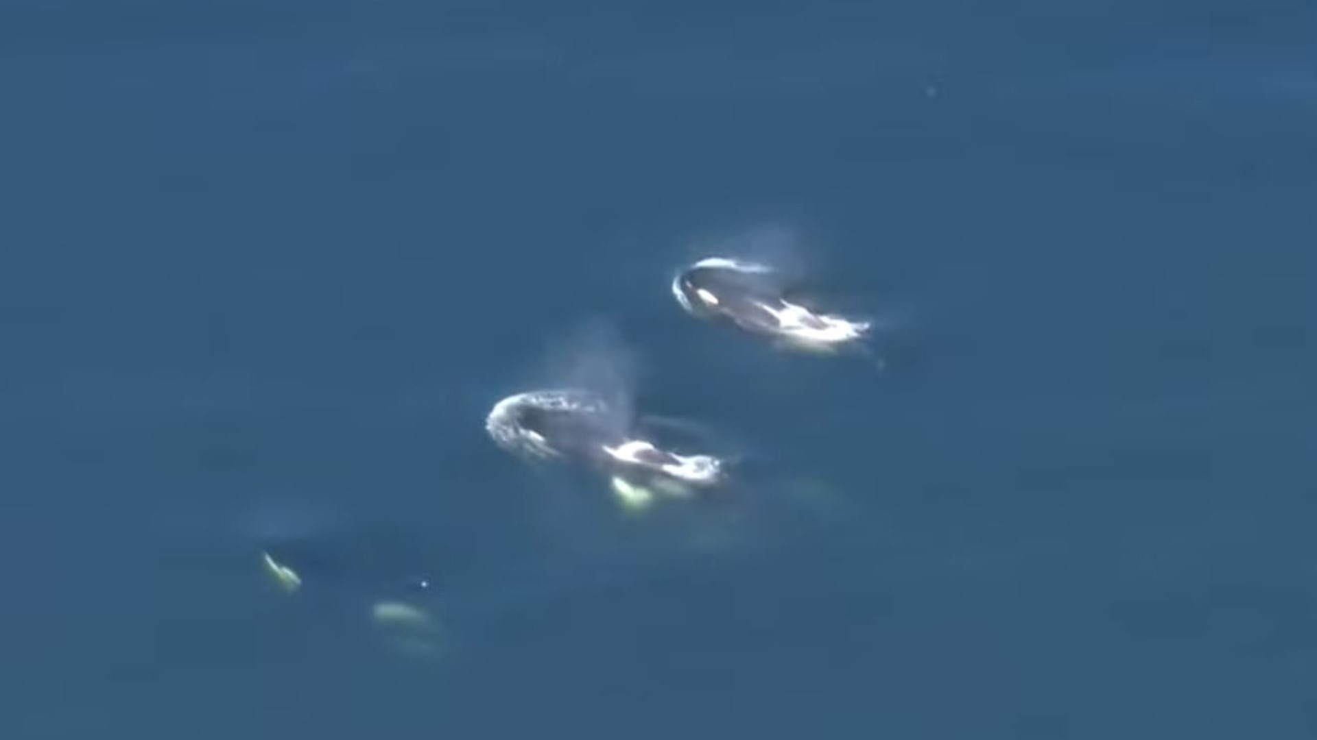 Southern Resident orca near Washington state presumed dead | king5.com