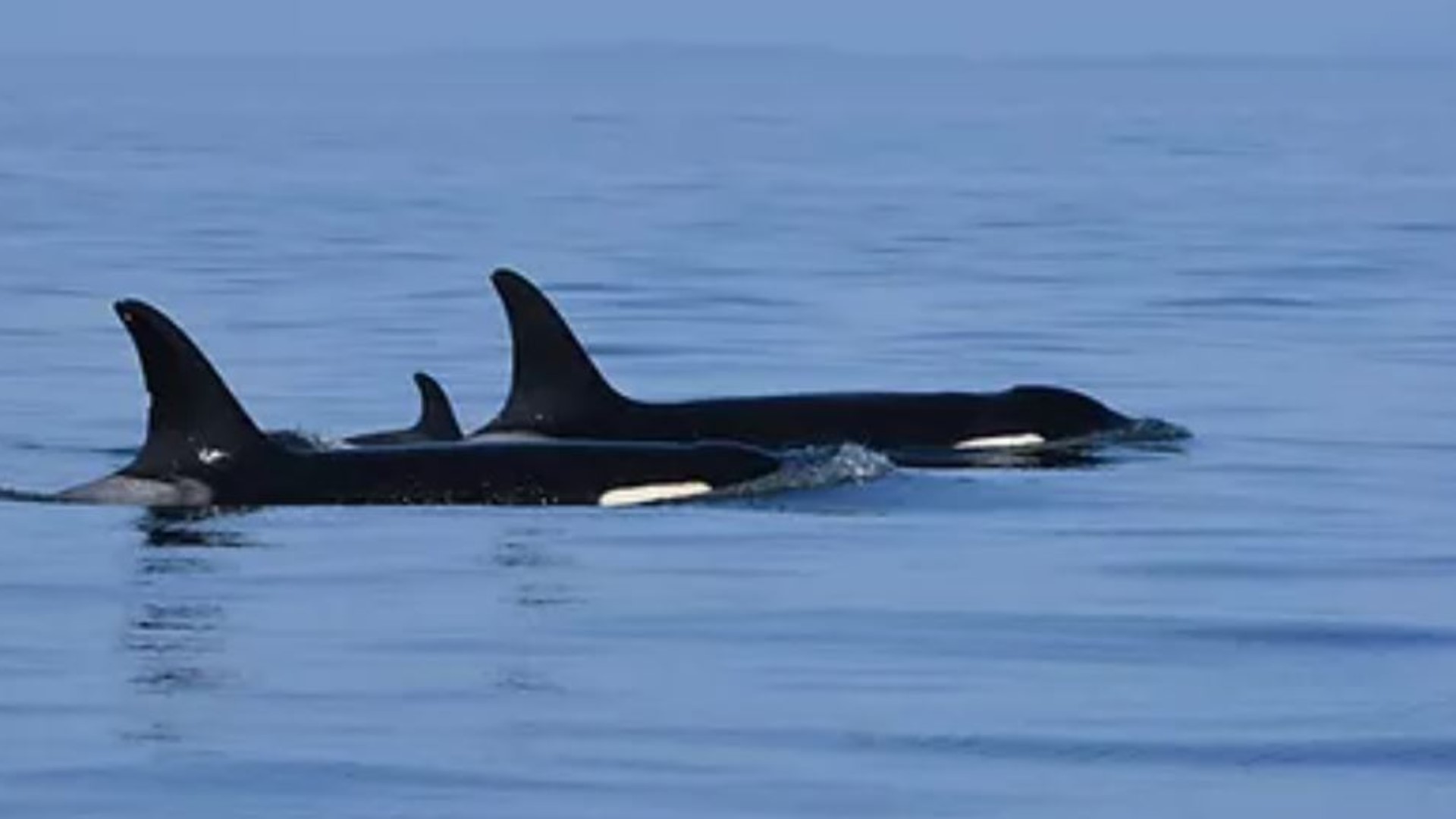 New J-pod orca calf, J57, is a male and last spotted near Point Roberts ...