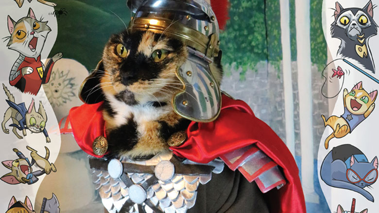 Cat cosplay, the new social media sensation | king5.com