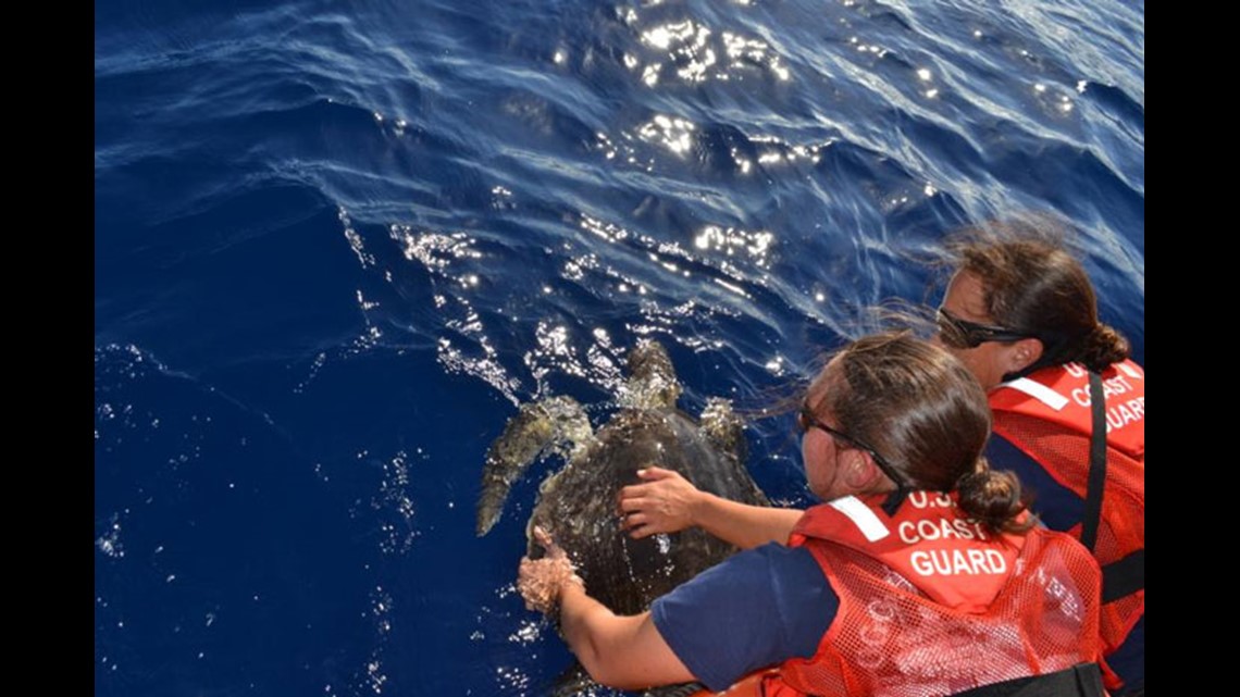 Coast Guard crews assist entangled sea turtle | king5.com