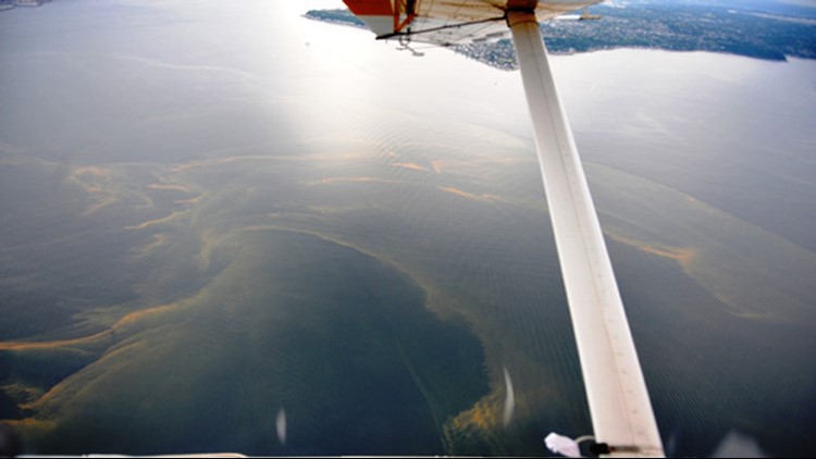 Is that algae safe? How to identify blooms in Washington waters | king5.com
