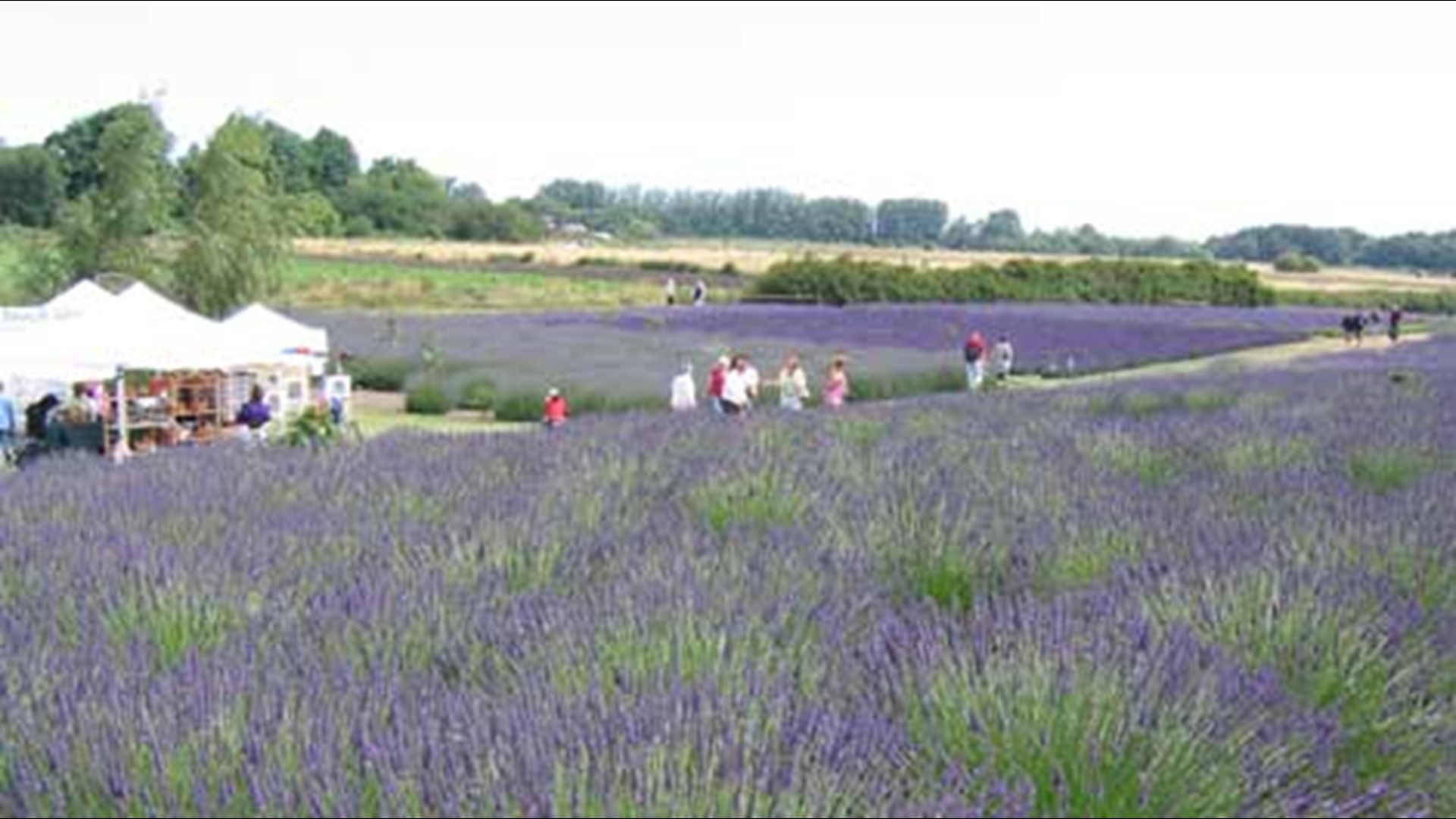 Weekend festivals to explore in the Northwest | king5.com