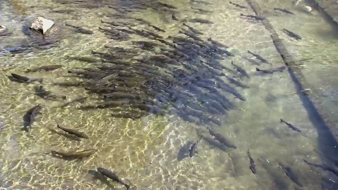 New study uses 'environmental DNA' to assess fish passage improvements ...