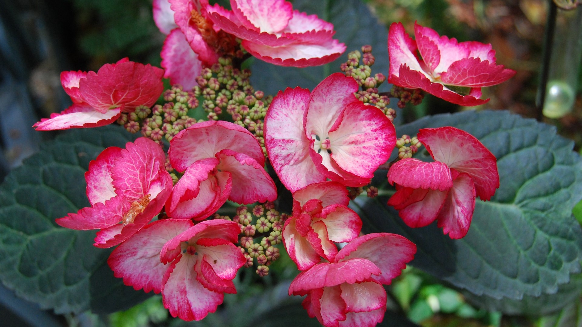 Keep your Hydrangeas blooming year after year - Gardening with Ciscoe ...