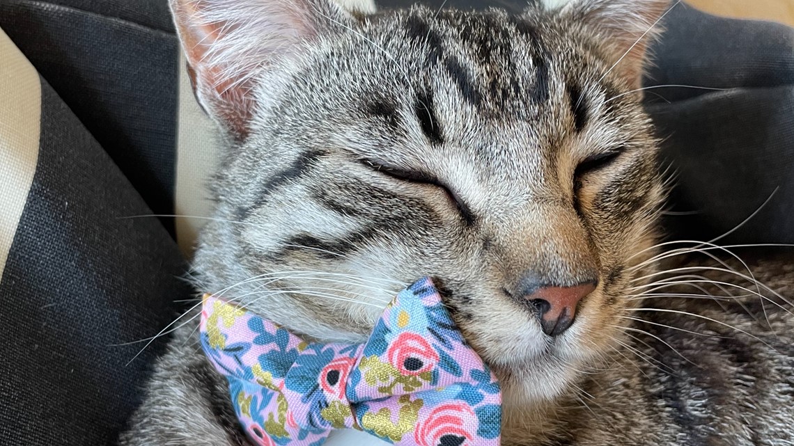 Meet and adopt adorable cats at this Bellingham cafe | king5.com