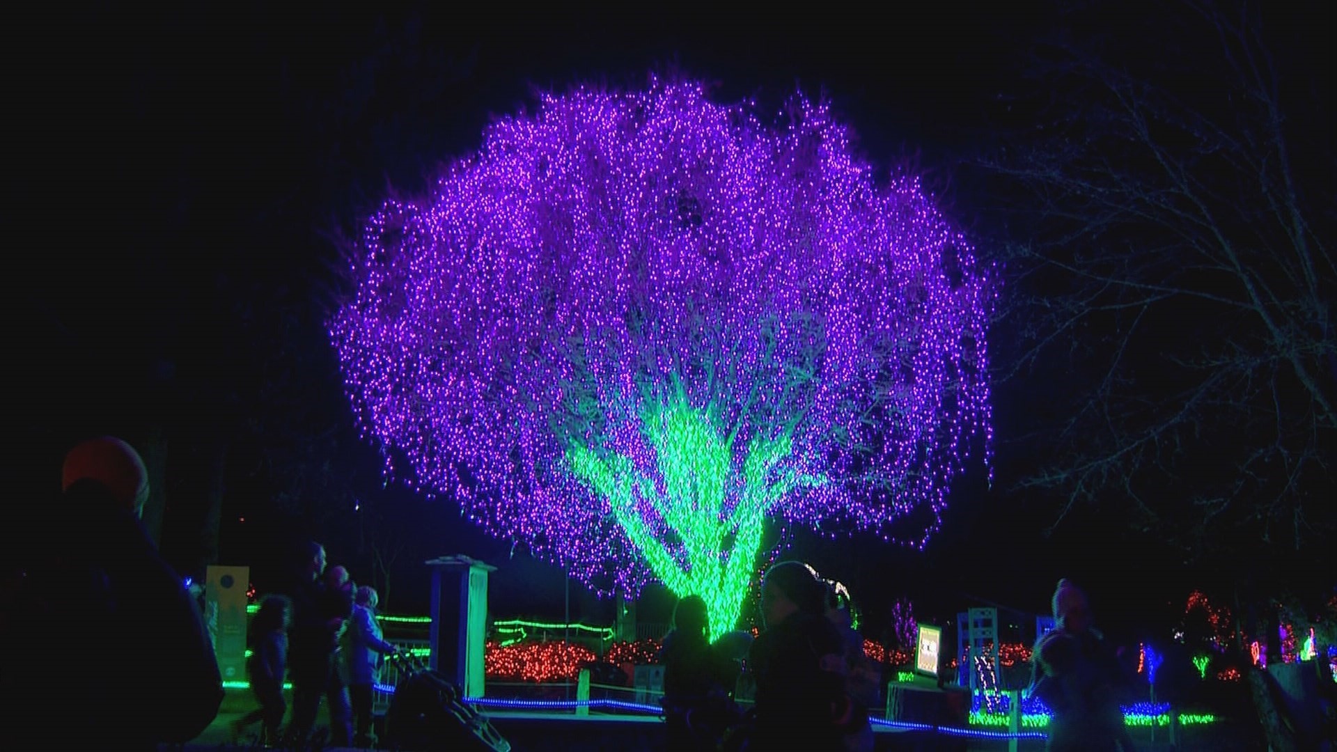 ZOOLIGHTS of Point Defiance Zoo & Aquarium | king5.com