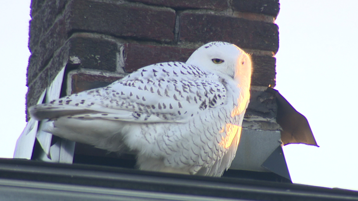 Seattle's snowy owl has perfect timing for local author | king5.com