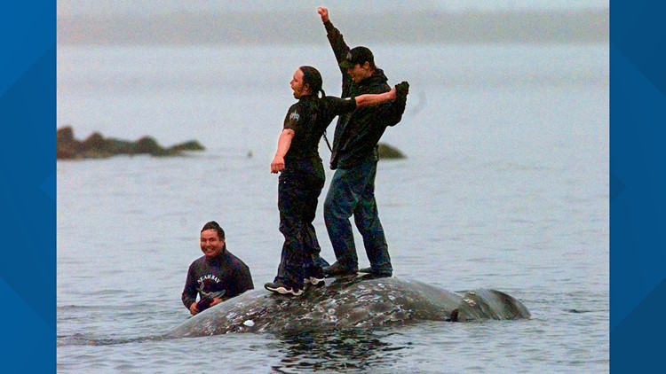 Makah Tribe’s quest to hunt another gray whale moves to court | king5.com