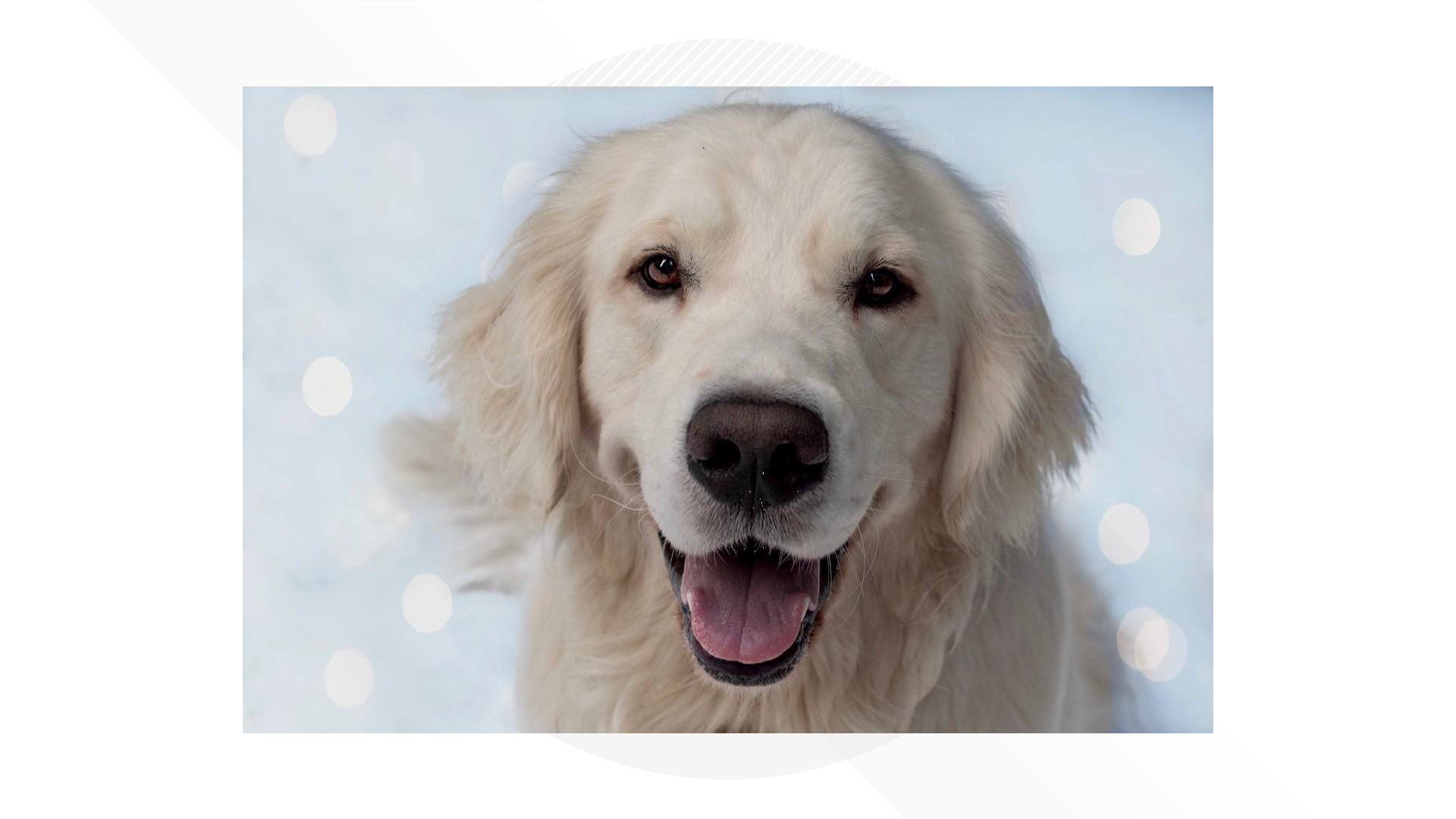 Casper the Therapy Dog delivers to Seattle first responders | king5.com