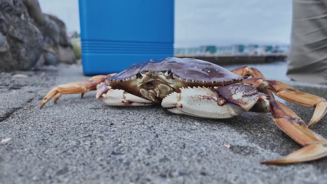 Washington crabbers, check your catch: WDFW needs help tracking tagged ...