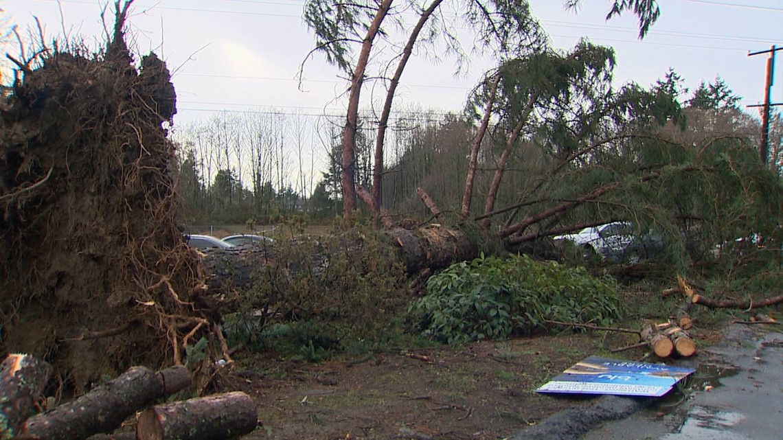 How to tell if your trees are at risk of falling | king5.com