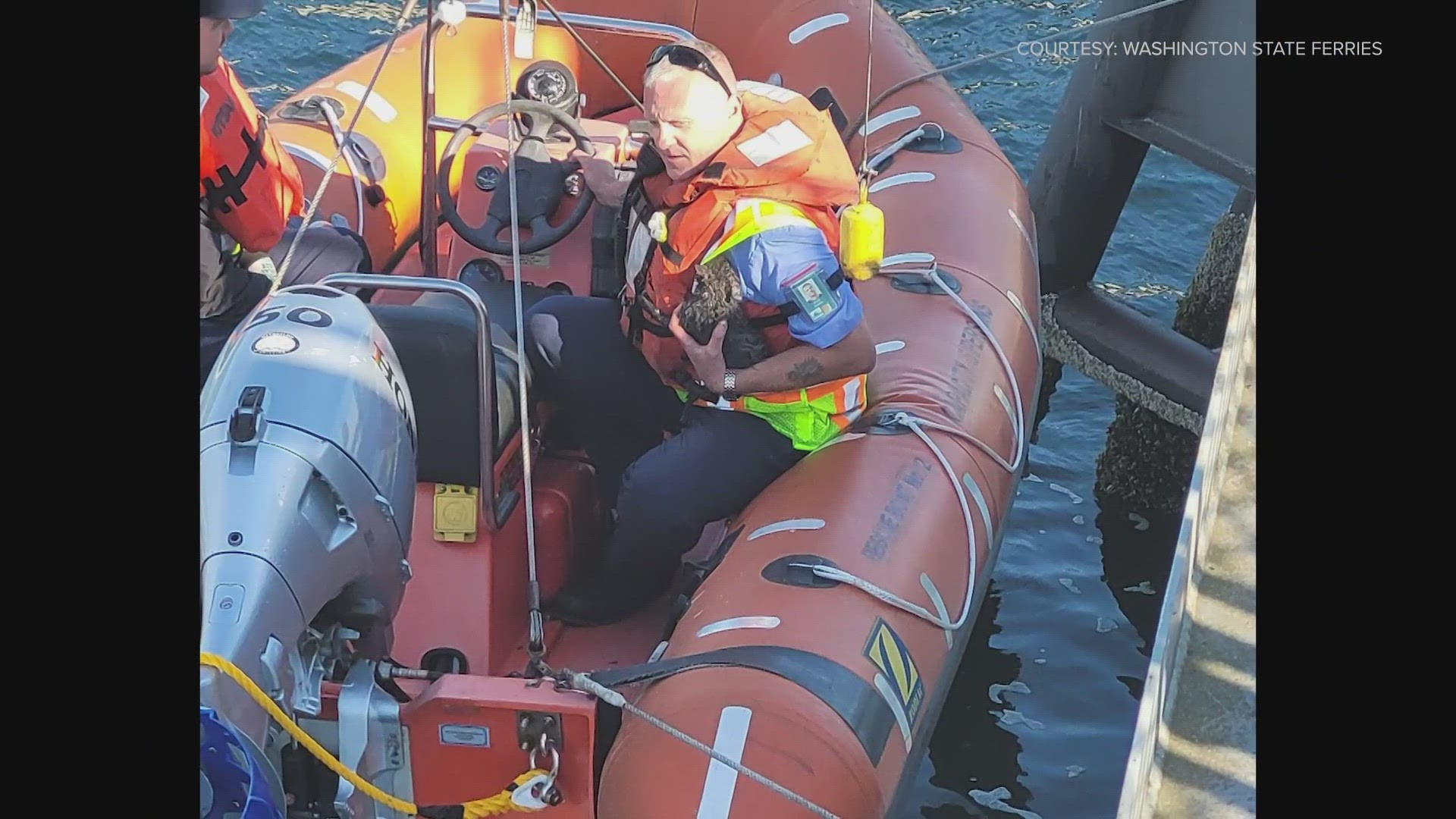 Ferry workers perform water rescue for kitten | king5.com