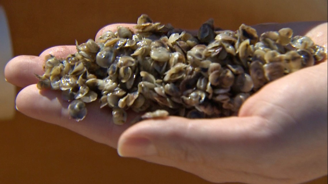 Shellfish growers fight to keep species thriving amid rising acid ...