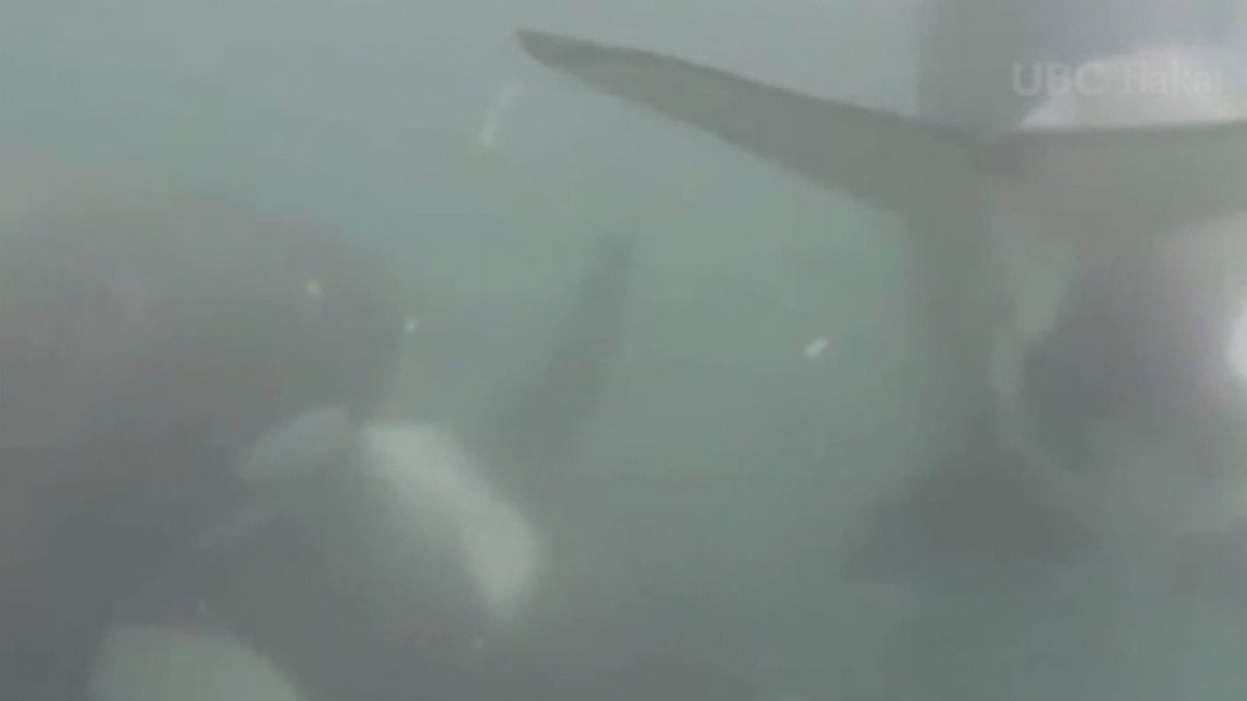 New underwater, aerial footage gives researchers intimate look at orca ...