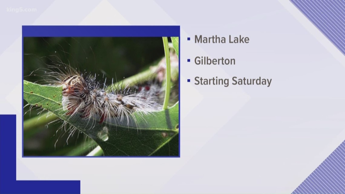 Gypsy moth spraying in Snohomish, Kitsap Counties | king5.com