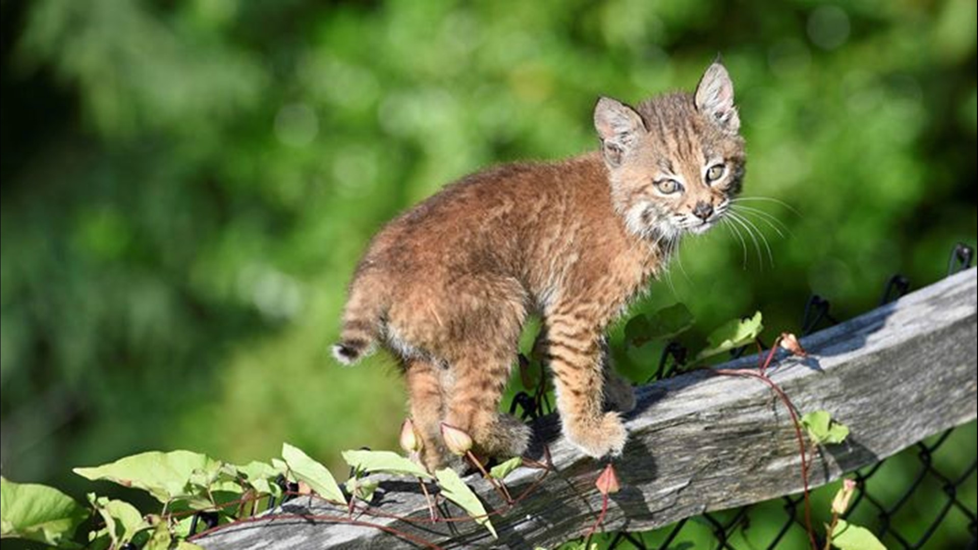 Bobcat Bobcat