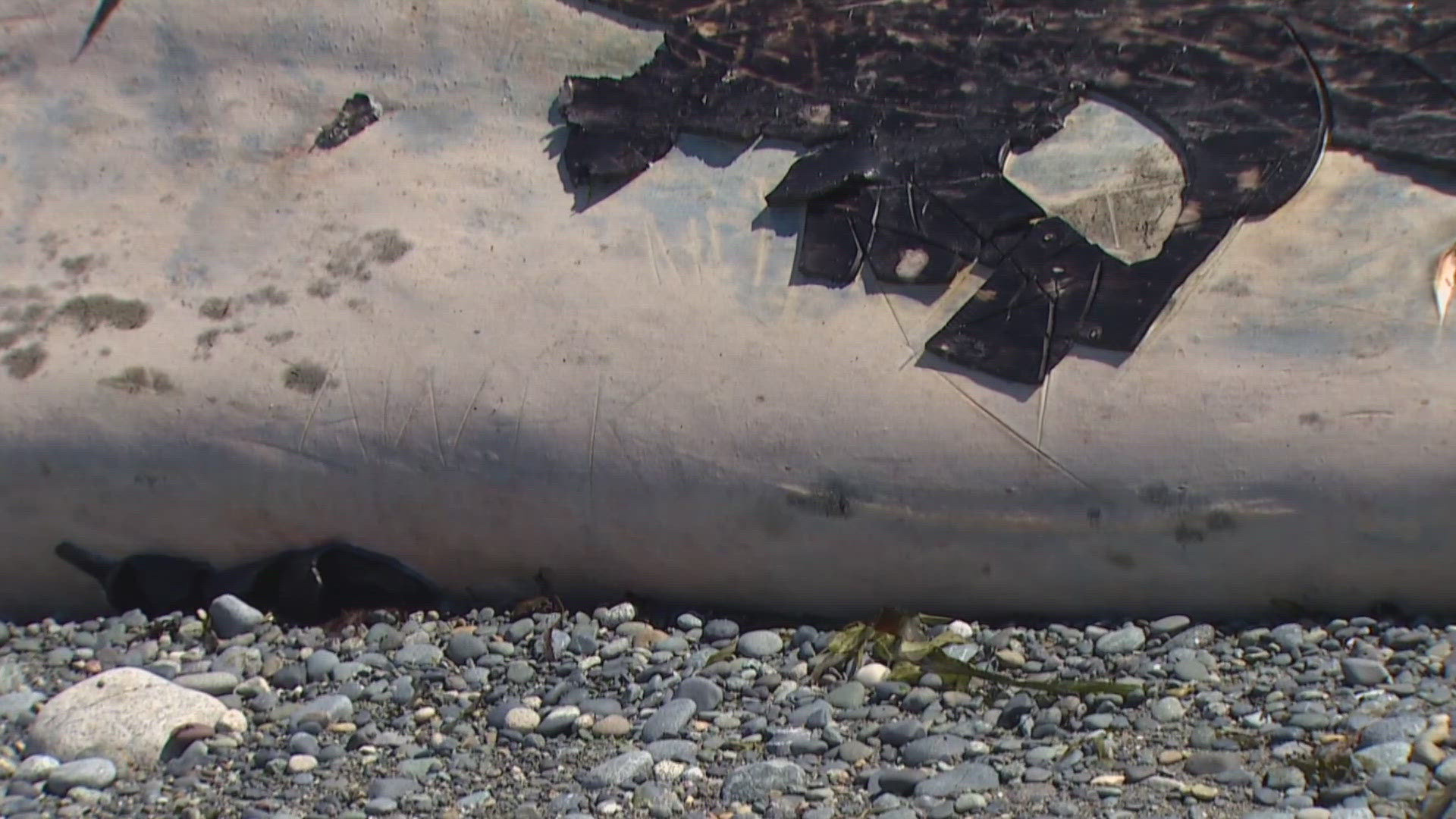 Desecrated whale carcass on Washington beach part of alarming trend of ...