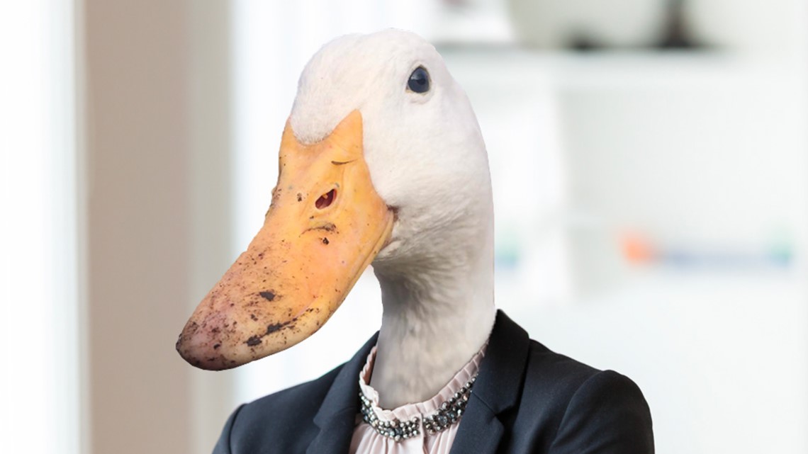 Zoom fatigue? Maybe a duck can help! | king5.com