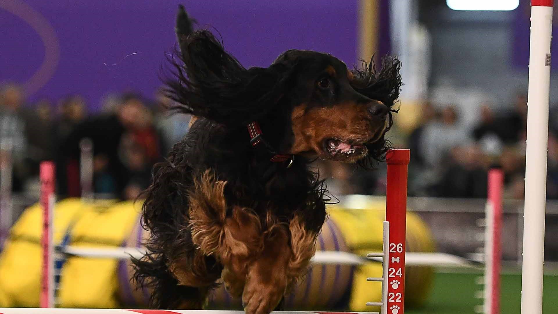 German shepherd crowned winner at Westminster dog show | king5.com