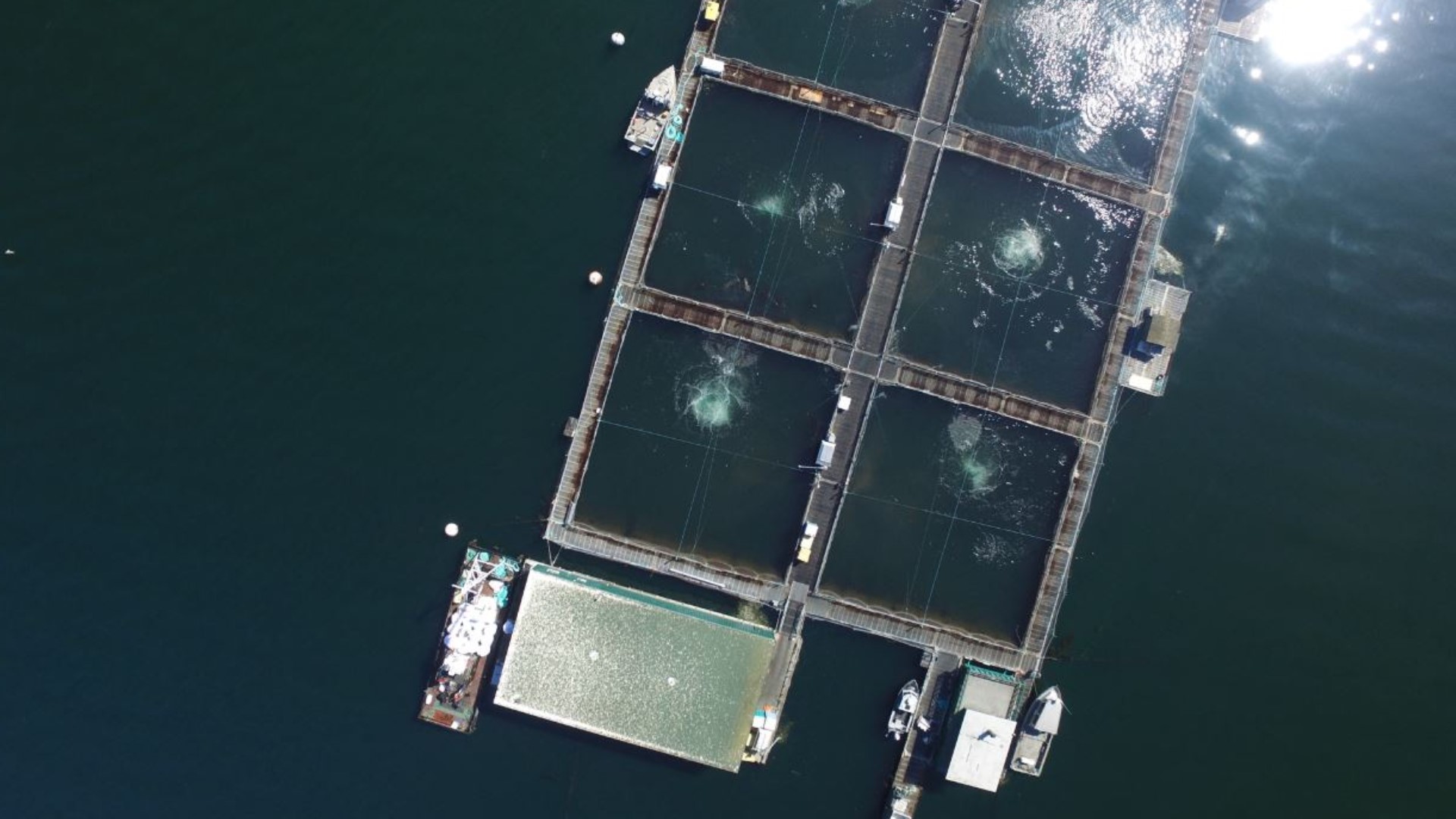 Cooke Aquaculture to start farming native steelhead in Washington ...