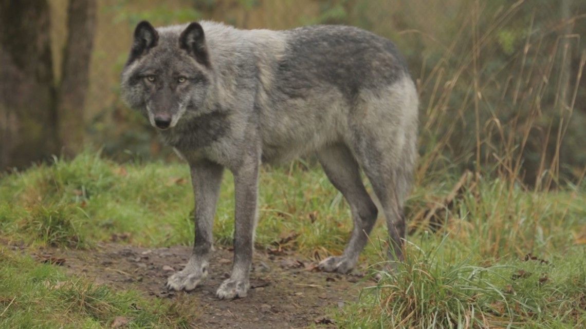 Weigh in on Washington state's gray wolf management plan | king5.com