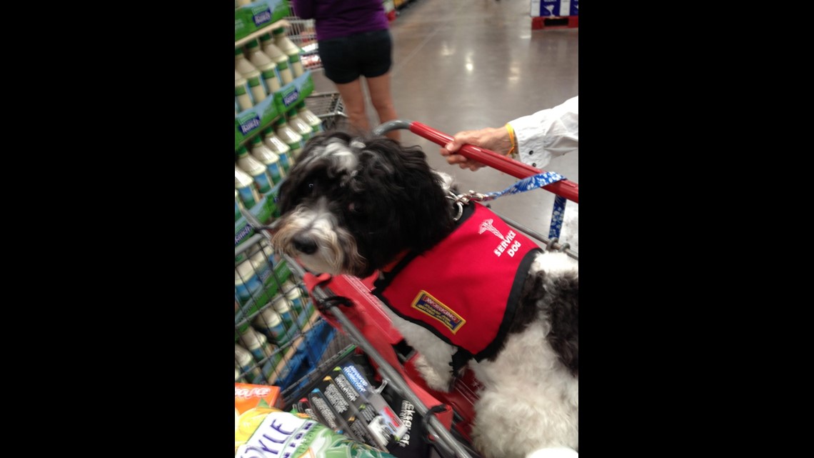 Fake service dogs are becoming a problem | king5.com