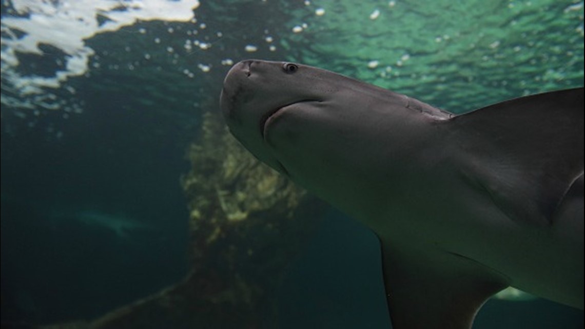 Shark bites diver at Point Defiance Zoo | king5.com