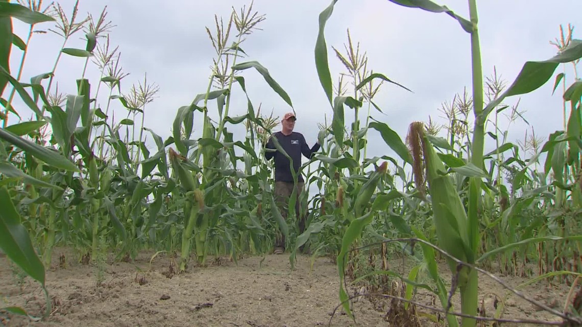 Above average precipitation in October predicted to follow hot, dry ...