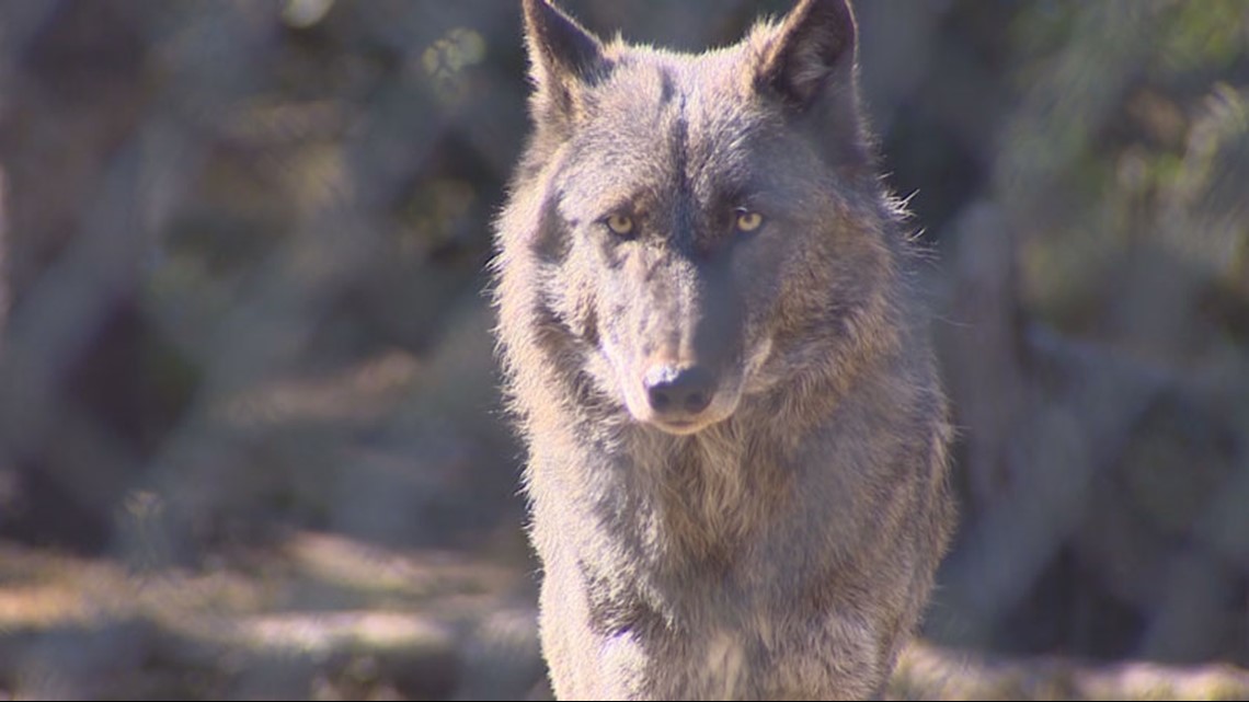 Wolf population continues to grow in Washington | king5.com