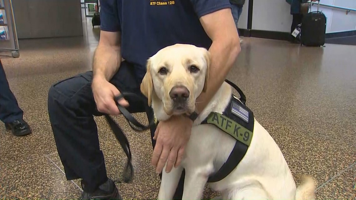 Washington's arson dog returns home after months of training | king5.com