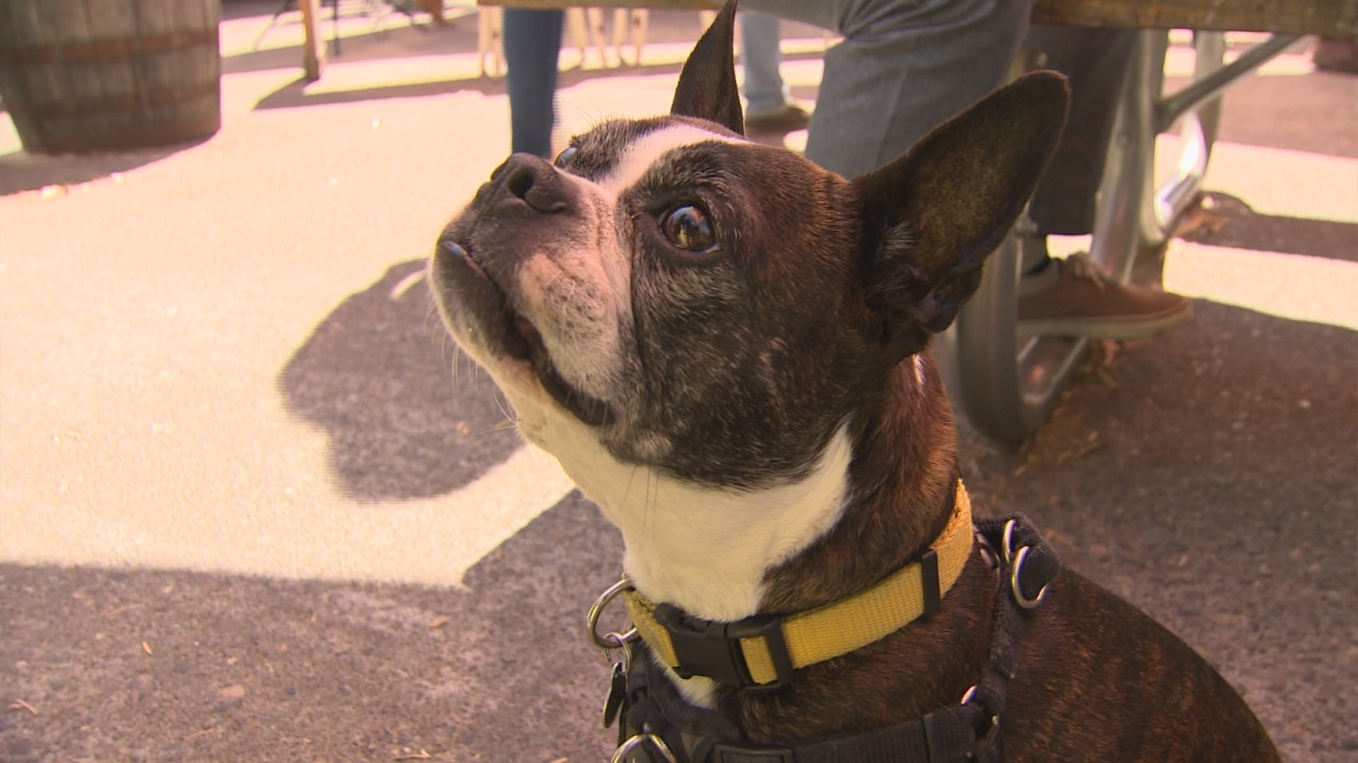 Stoup Brewing in Ballard sports tasty beers and a sunny patio | king5.com