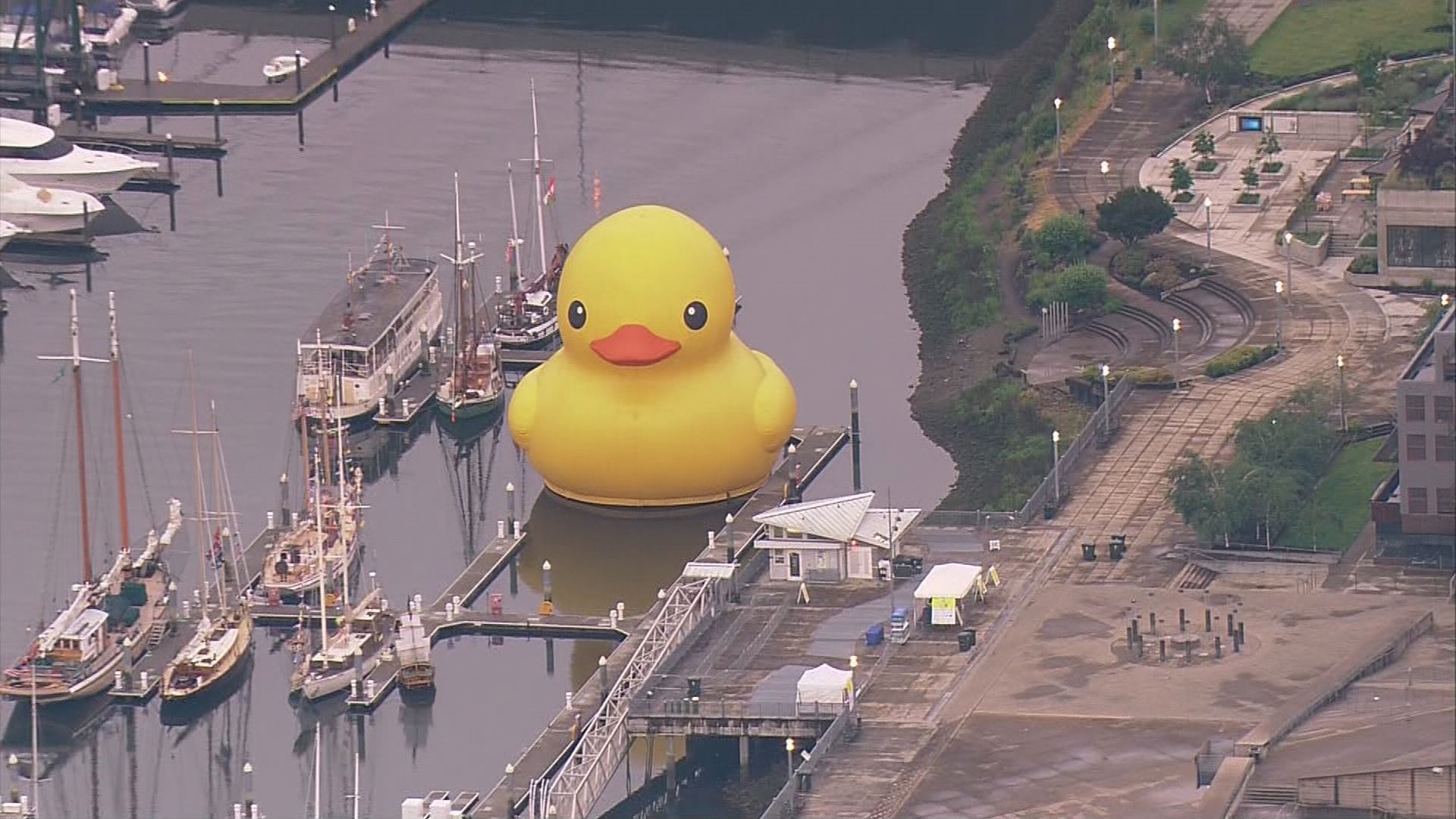 A giant rubber ducky is in Tacoma | king5.com