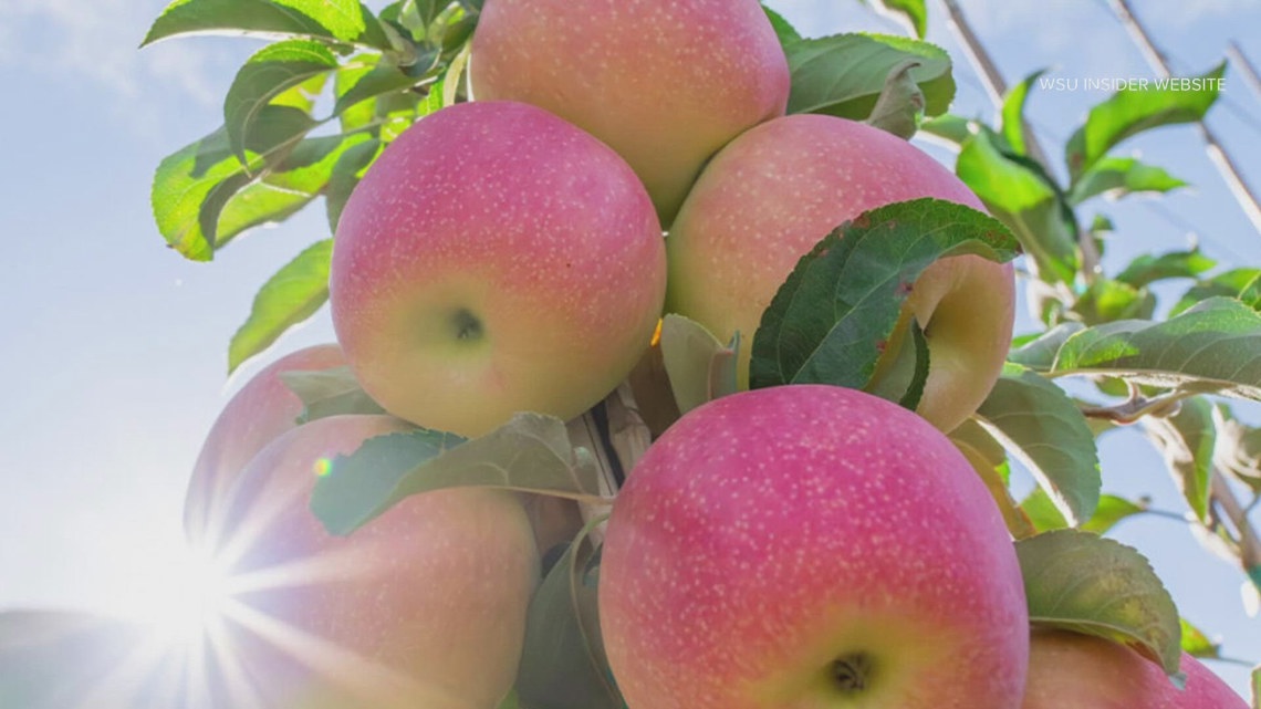 WSU names newest apple 'Pink Lady - Sunflare' | king5.com